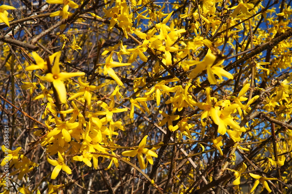 Forsythia is a genus of shrubs and small trees of the Olive family ...