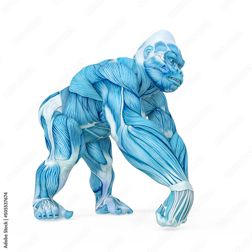 gorilla is doing a knuckles walking on muscle map anatomy style Stock ...