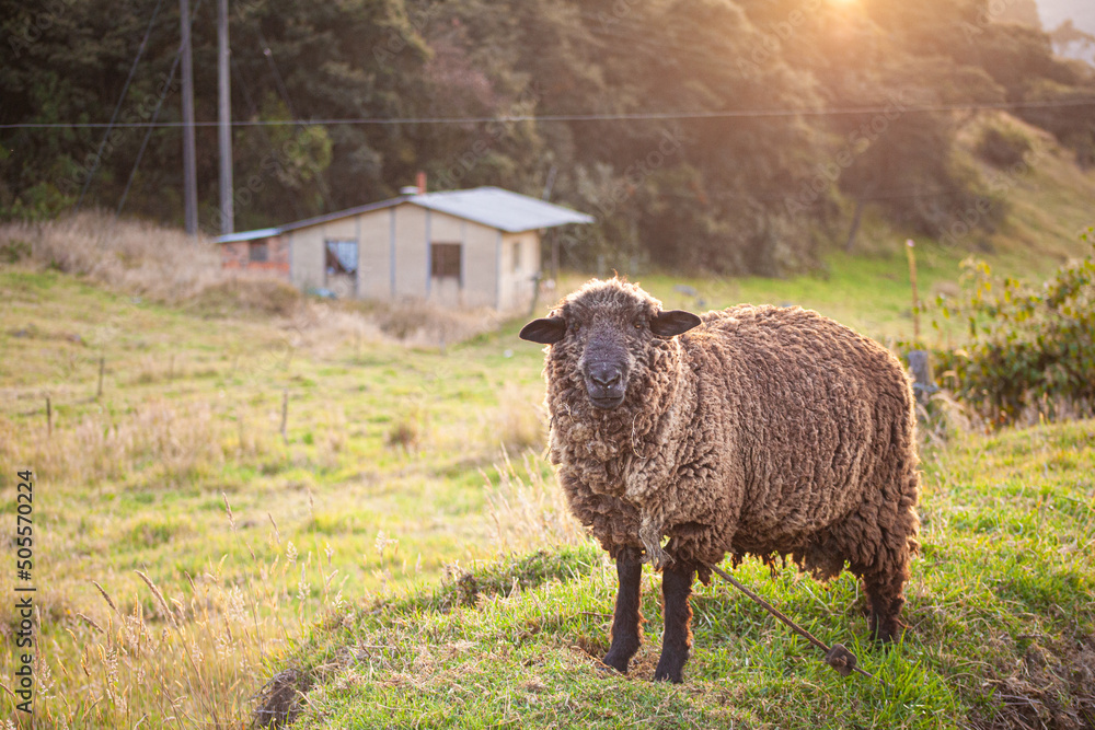 Oveja parada en pasto con una casa de fondo Stock Photo | Adobe Stock
