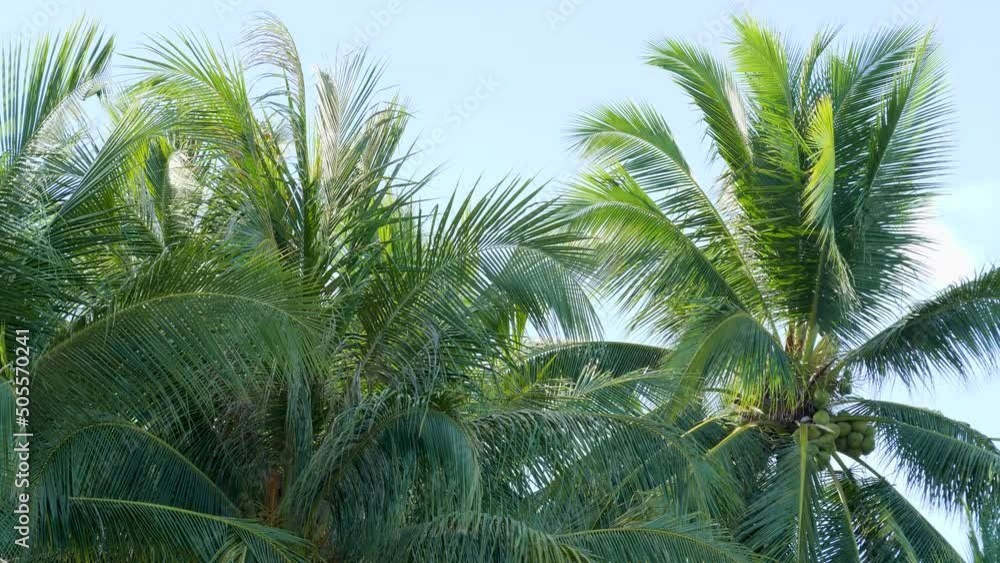 Green leaf palm tree with coconuts background. Abstract summer warm weather background. Bright ...