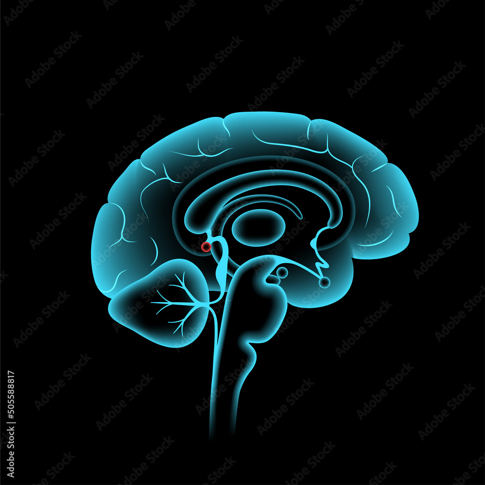 Pineal gland anatomy Stock Vector | Adobe Stock