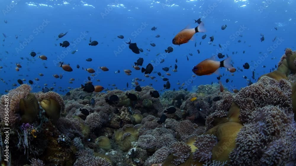 Amazing coral reefs of Bali. Underwater world of Bali. The video was ...