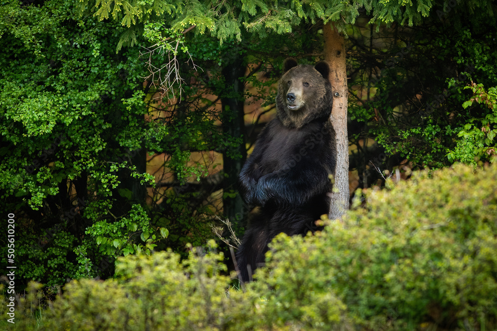 Large brown bear, ursus arctos, male standing on rear legs by a marking ...