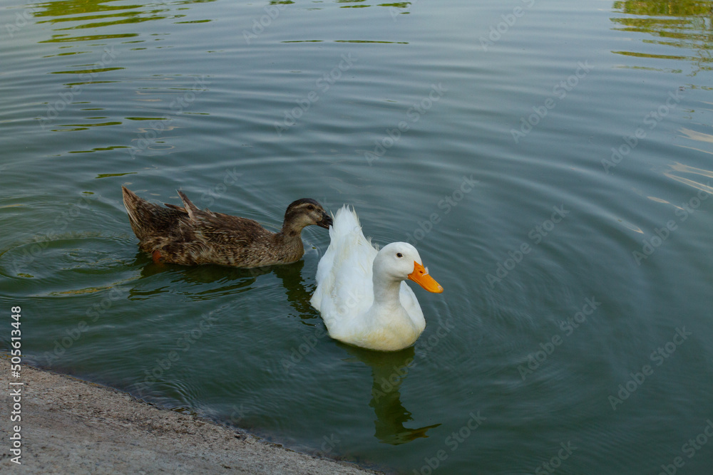 cisne, ave, acuático, lago, naturaleza, blanco, animal, fauna, ave ...