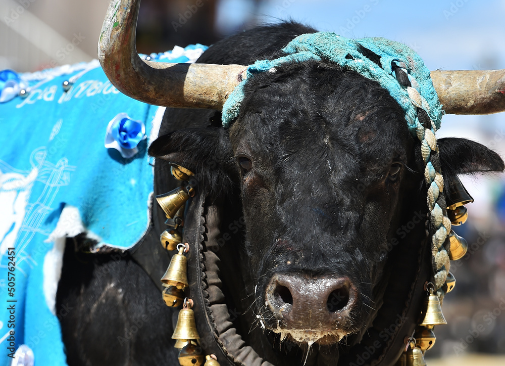 Foto de una cabeza de un enorme toro en un espectaculo tradicional en ...