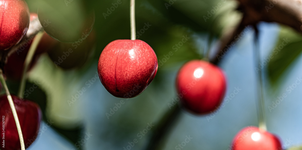 Red cherries ripen on the tree. Red fruits hidden in the green leaves ...