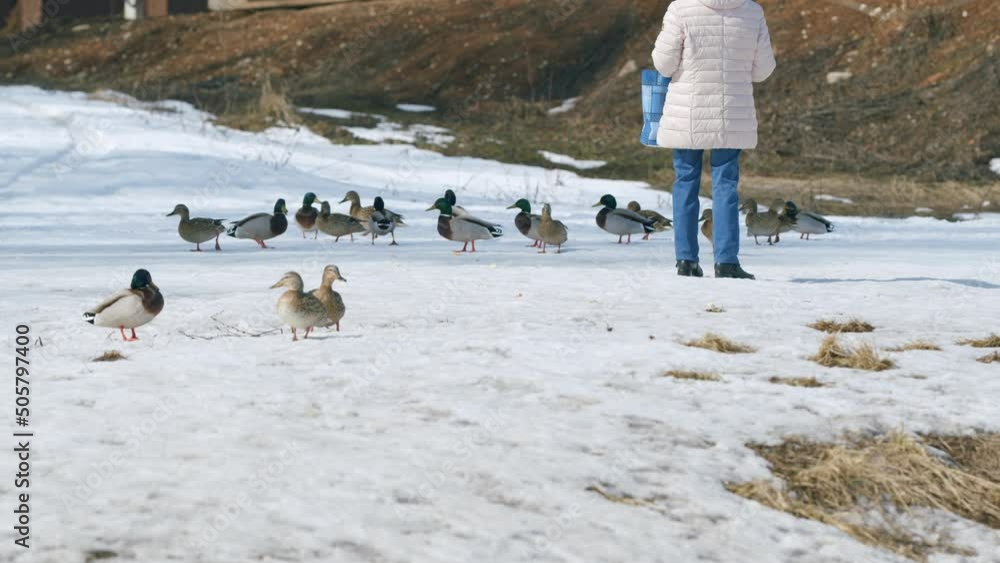 Ducks and drakes in a public park. Ducks walking and looking for food ...
