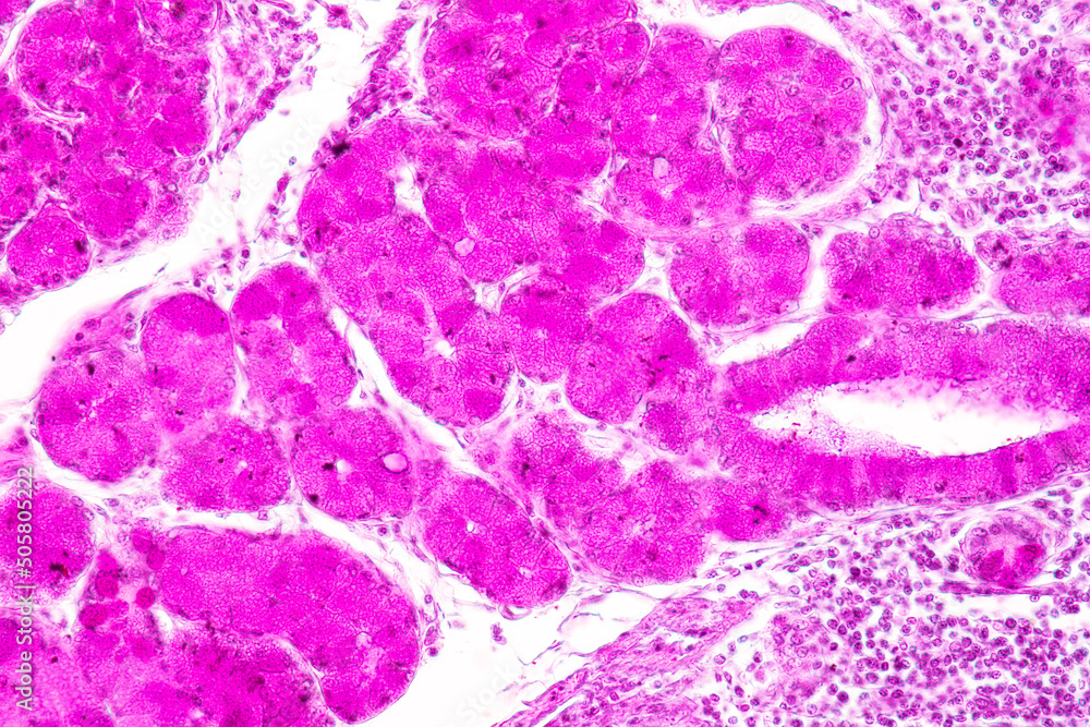 Tissue of Small intestine (Duodenum) and Vermiform appendix Human under ...