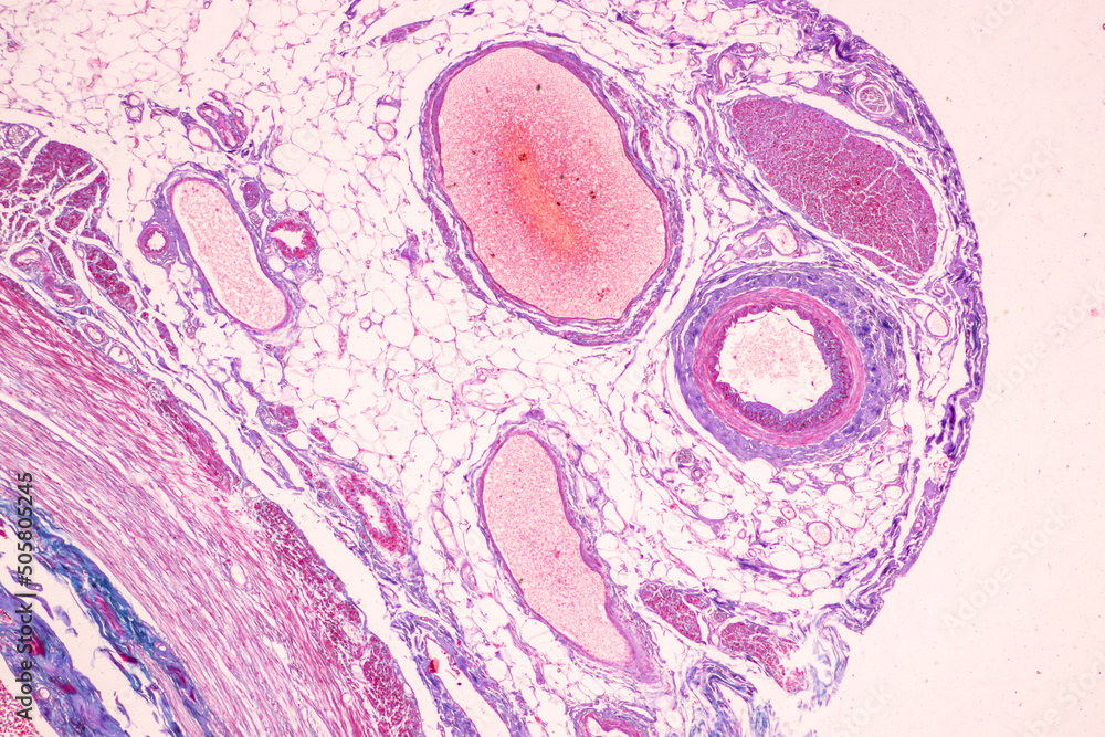 Tissue of Small intestine (Duodenum) and Vermiform appendix Human under ...