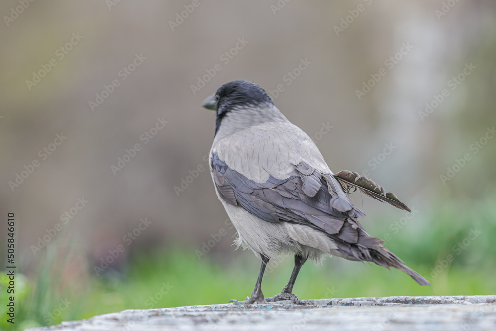 A gray crow with a broken wing sits on a metal wrought-iron hatch and ...