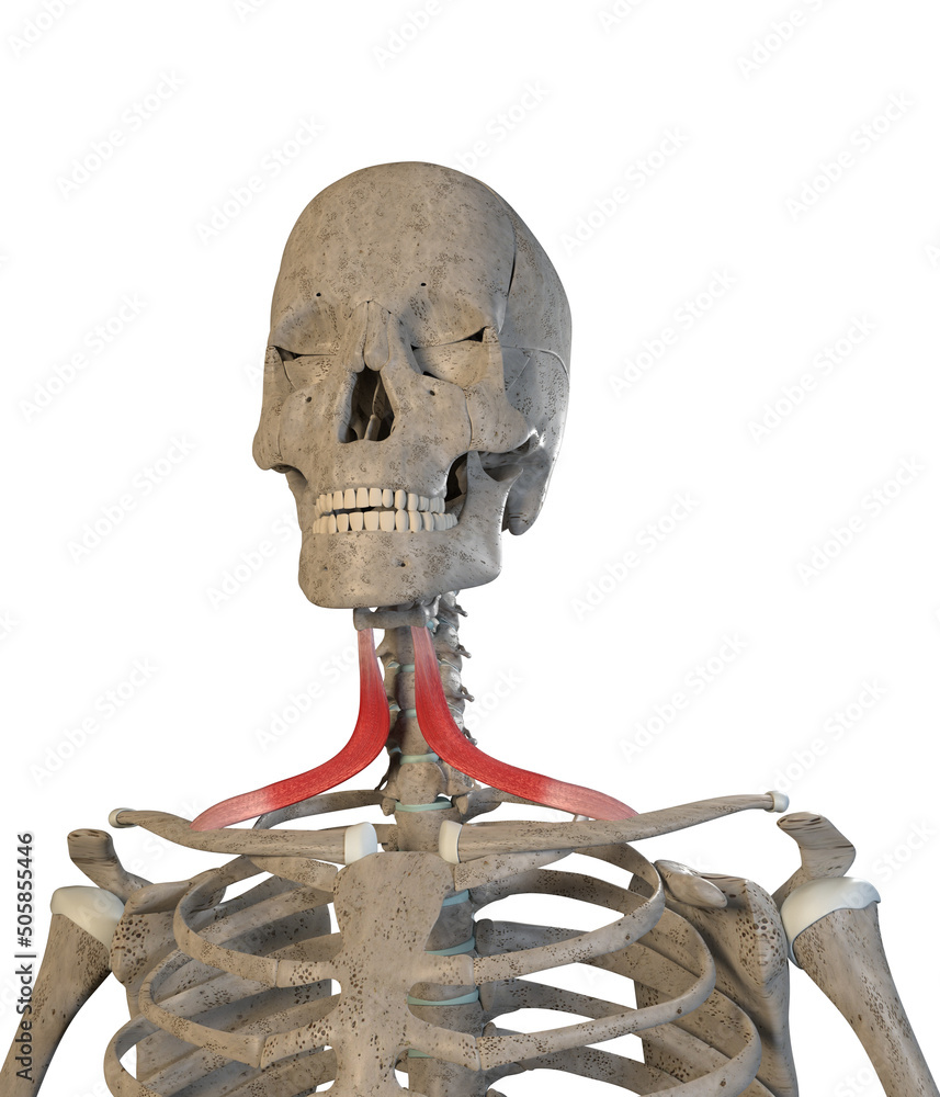 3d Illustration of the Omohyoid Muscles on a White Background Stock ...