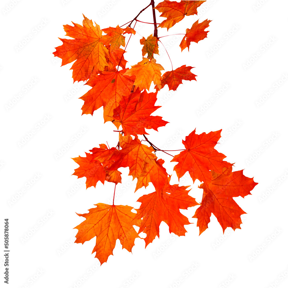 Autumn Set Photo Overlays Falling Leaves Fog Rain Sun Light Photoshop Element Png Stock