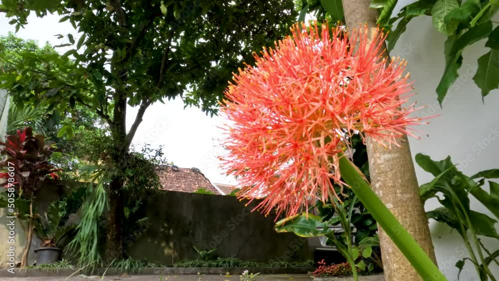 Flowering scadoxus plant, has a red ball-like shape, weak green stems ...