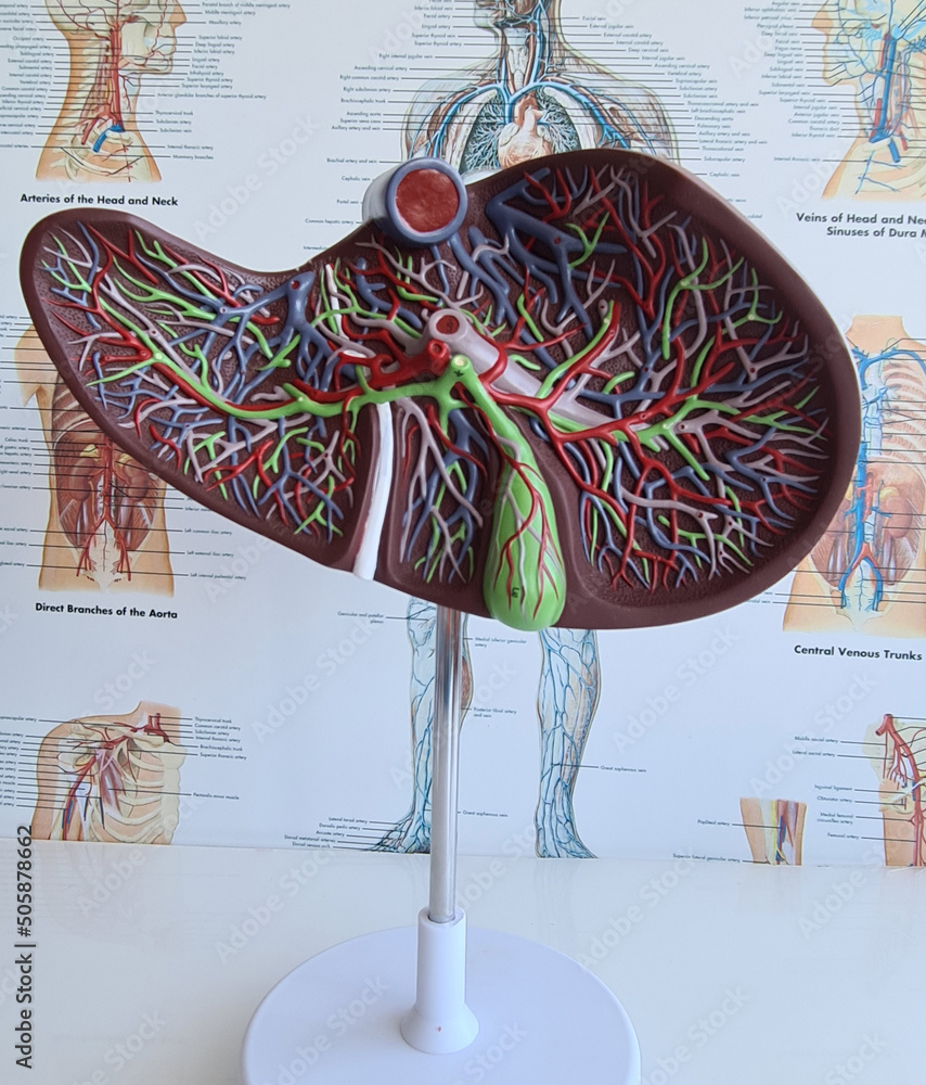 Human anatomy liver model closeup. . Structure and function of liver ...