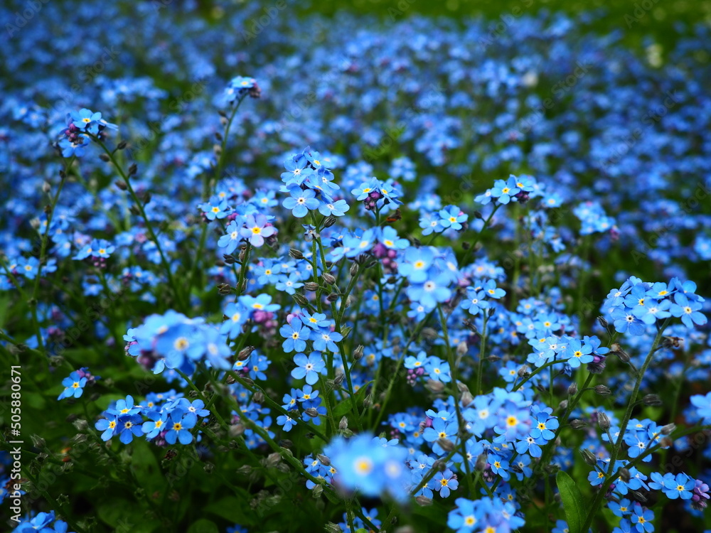 Forget-me-nots. Myosotis flowering blue plants in the family ...