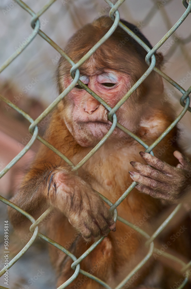 Monkey in the cage is enclosed in a zoo and sadly looks through the ...