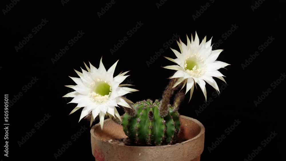 Time lapse footage of two white cactus flowers growing blossom from bud ...