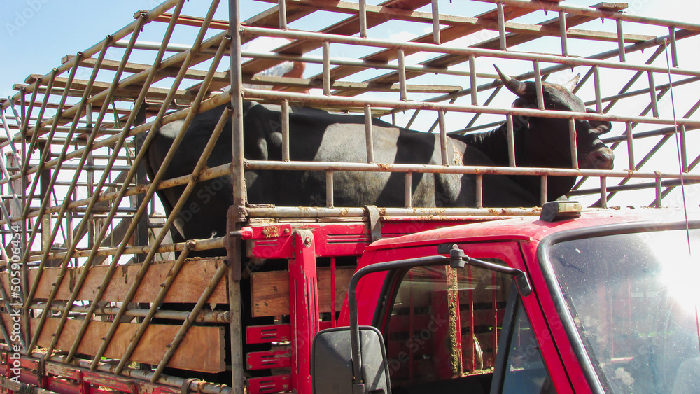 Metal crate put on a truck, with oxen inside being transported, known ...