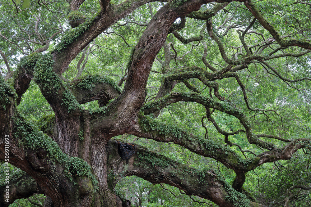 Live Oak tree estimated to be 400+ years old, showing its dense canopy ...
