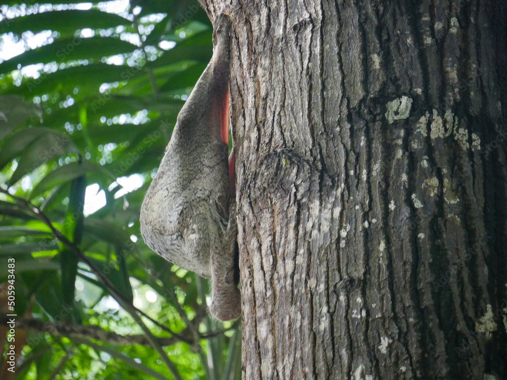 Colugo Animal also known as Sunda flying lemur or Sunda colugo or ...