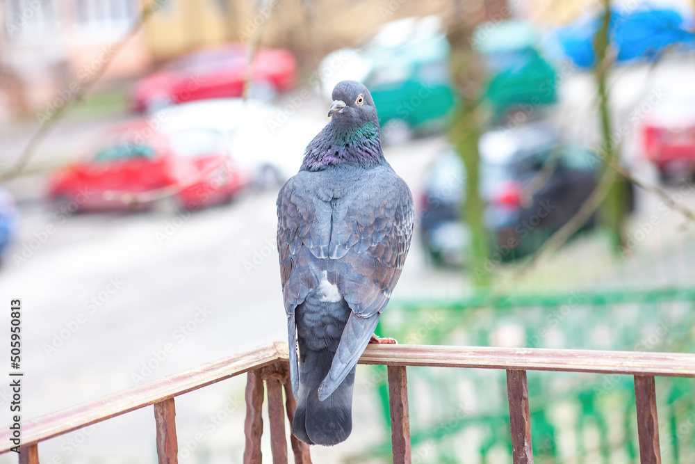 Funny dove with its head turned like an owl standing on balcony corner ...
