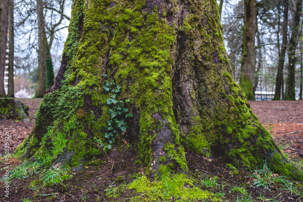 Beautiful old tree with moss, plant and vines in a park ina cold ...