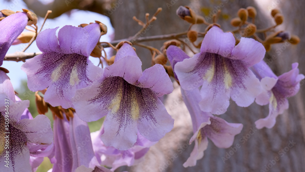 purple flowering Paulownia Tomentosa tree Stock Photo | Adobe Stock
