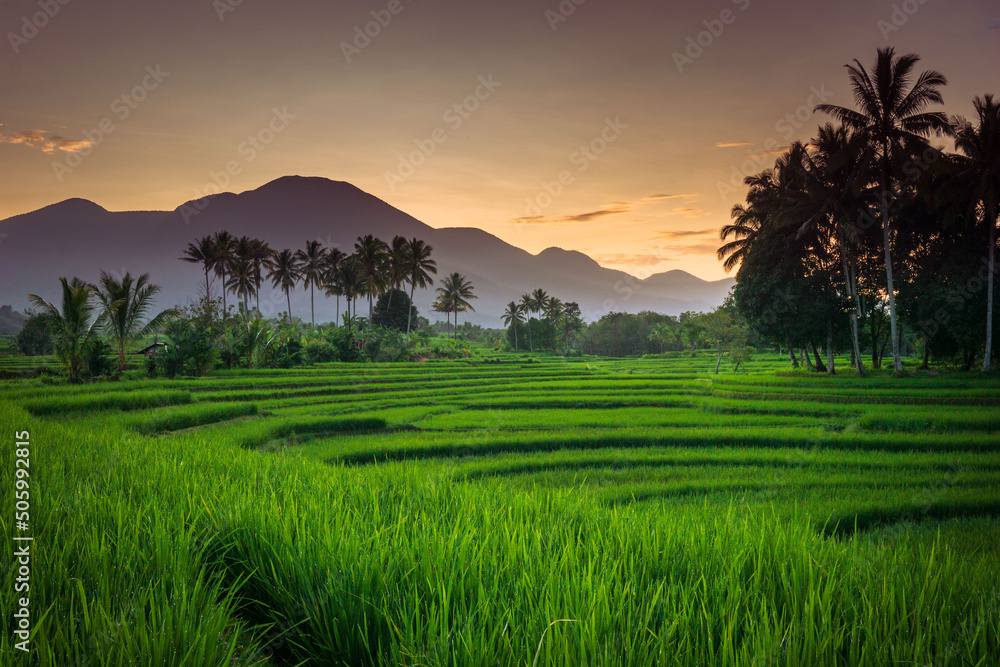 panorama of Indonesia in the rice fields with green rice and clear sky ...