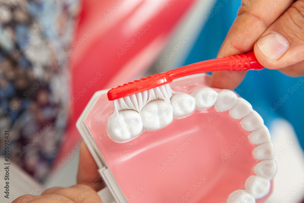 Dentist using a dental model to show the correct way to brush your ...