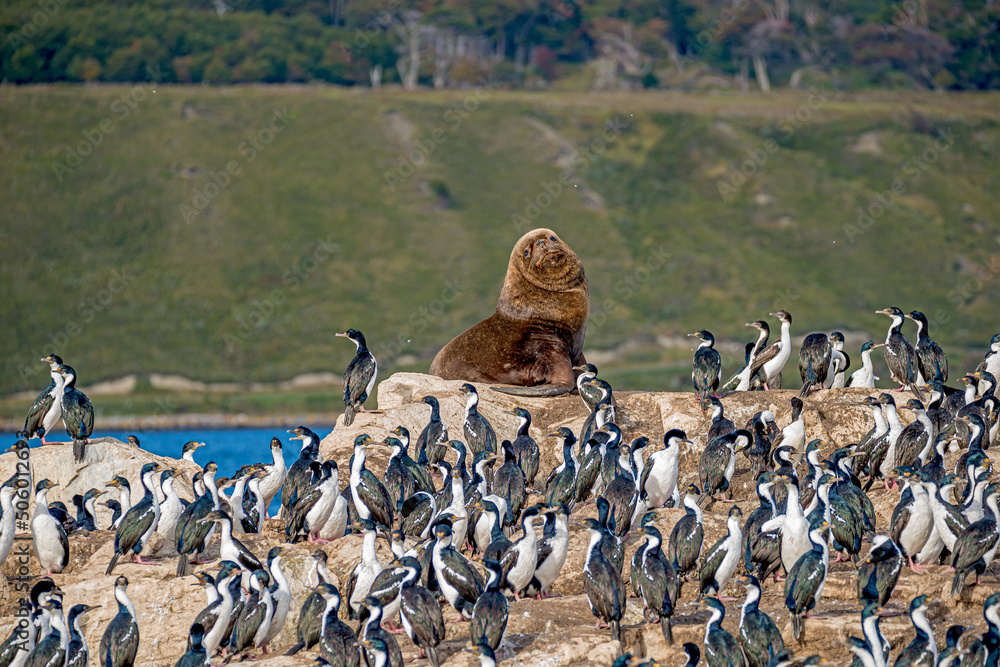 Big haired South American Sea Lion and rookery of King Cormorants at ...