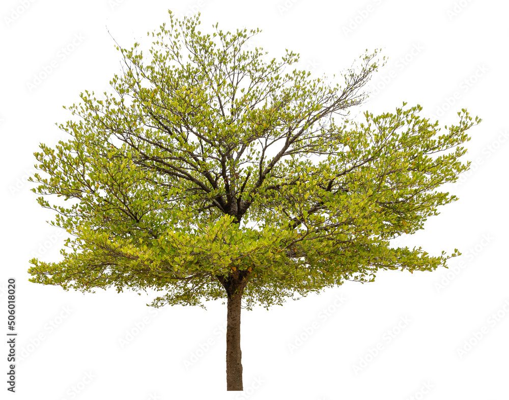 Big green terminalia ivorensis tree isolated on white background. Ivory ...