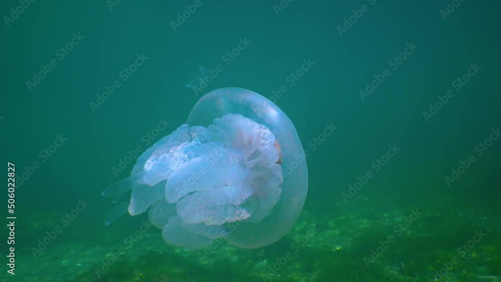 Floating in the thickness (Rhizostoma pulmo), commonly known as the ...