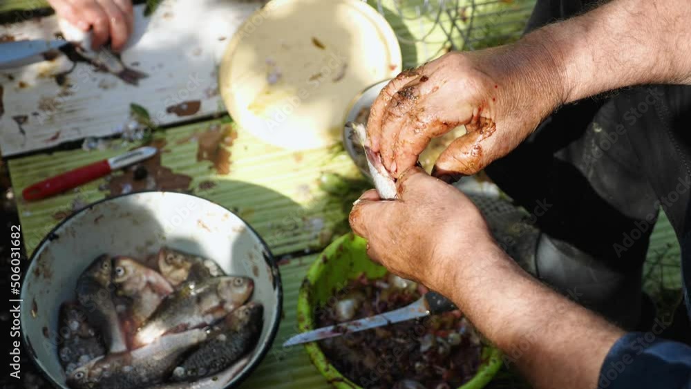 Close-up of a man's hands pulling out the intestines of a severed fish ...