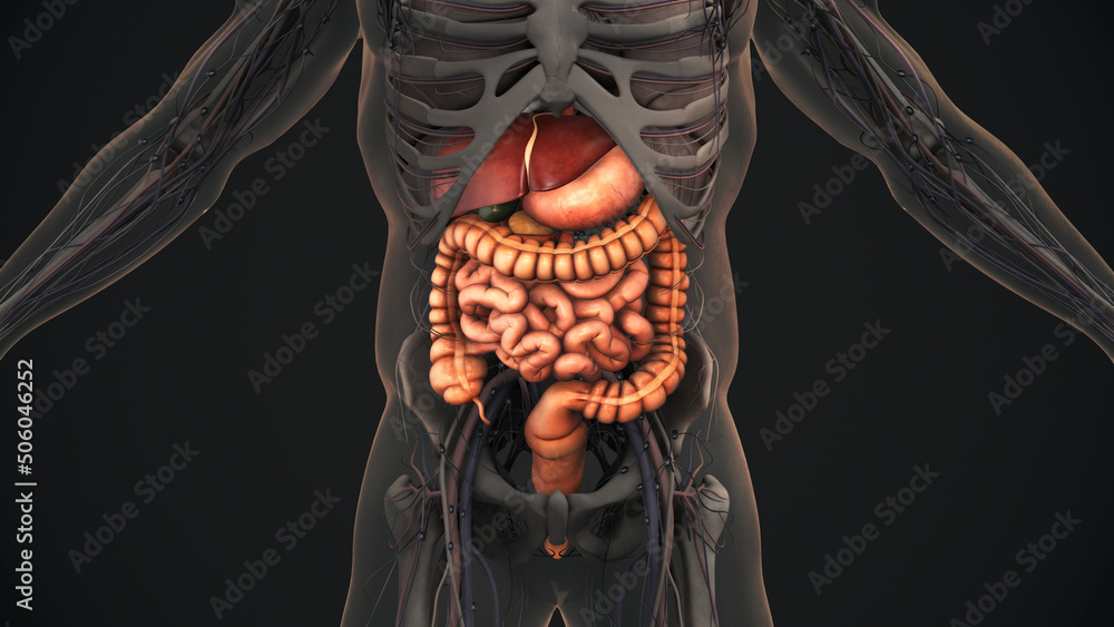 Human digestive system anatomy Stock Illustration | Adobe Stock