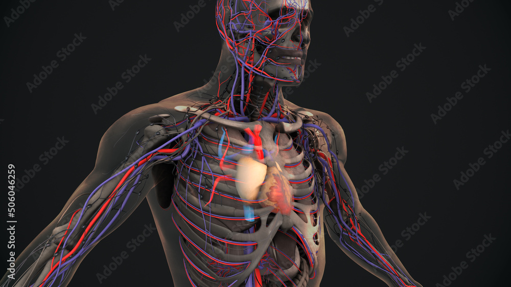 Human heart with veins and arteries Stock Illustration | Adobe Stock