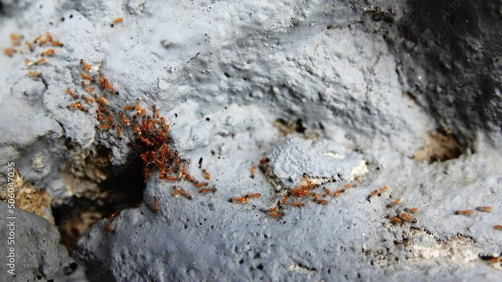 4K red ants Working In Ant Hill. Several ants following an ant pathway ...