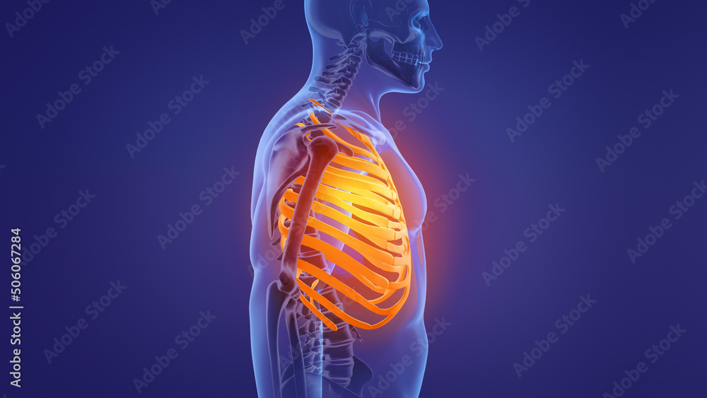 Human skeleton rib cage anatomy Stock Illustration | Adobe Stock