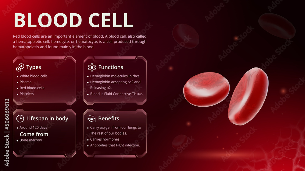 Structure, Function and Types of Blood Cell- Vector Image Design Stock ...