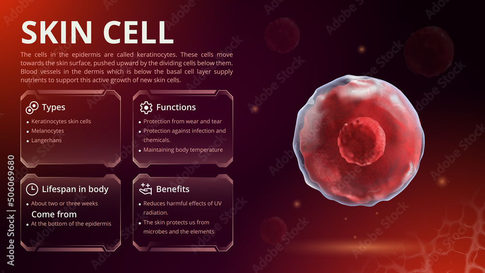 Structure, Function and Types of Skin Cell -Vector Image Design Stock Vector | Adobe Stock