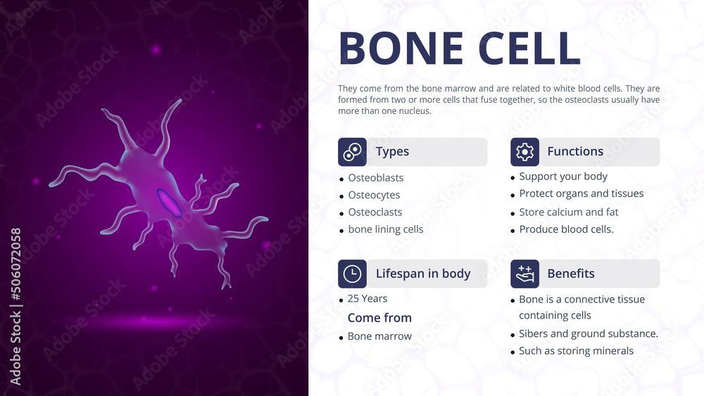 Structure, Function and Types of Bone Cell -Vector Image Design Stock ...