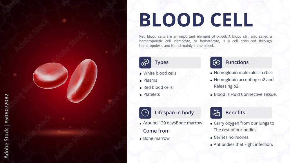 Structure, Function and Types of Blood Cell- Vector Image Design Stock ...