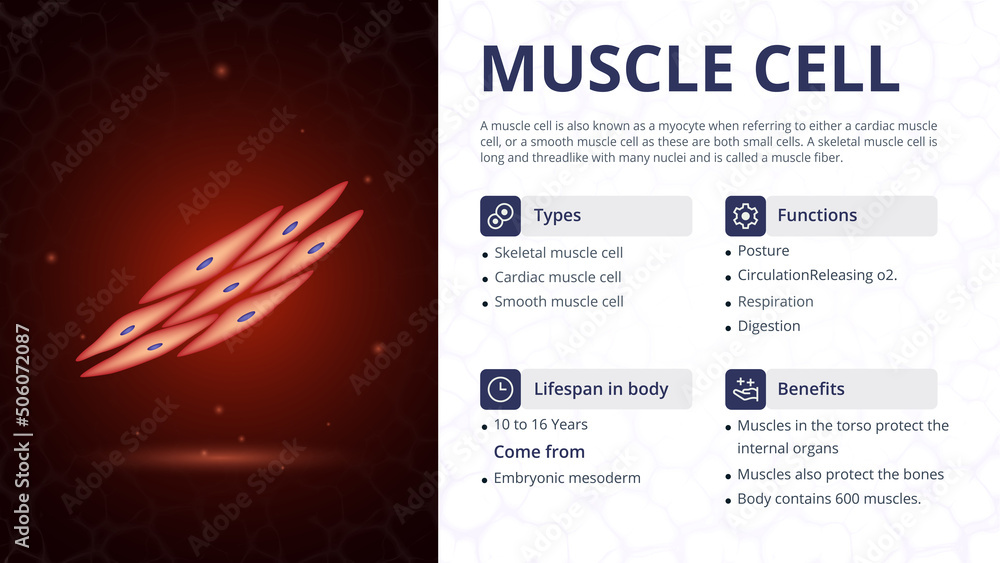 Structure, Function and Types of Muscle Cell -Vector Image Design Stock ...