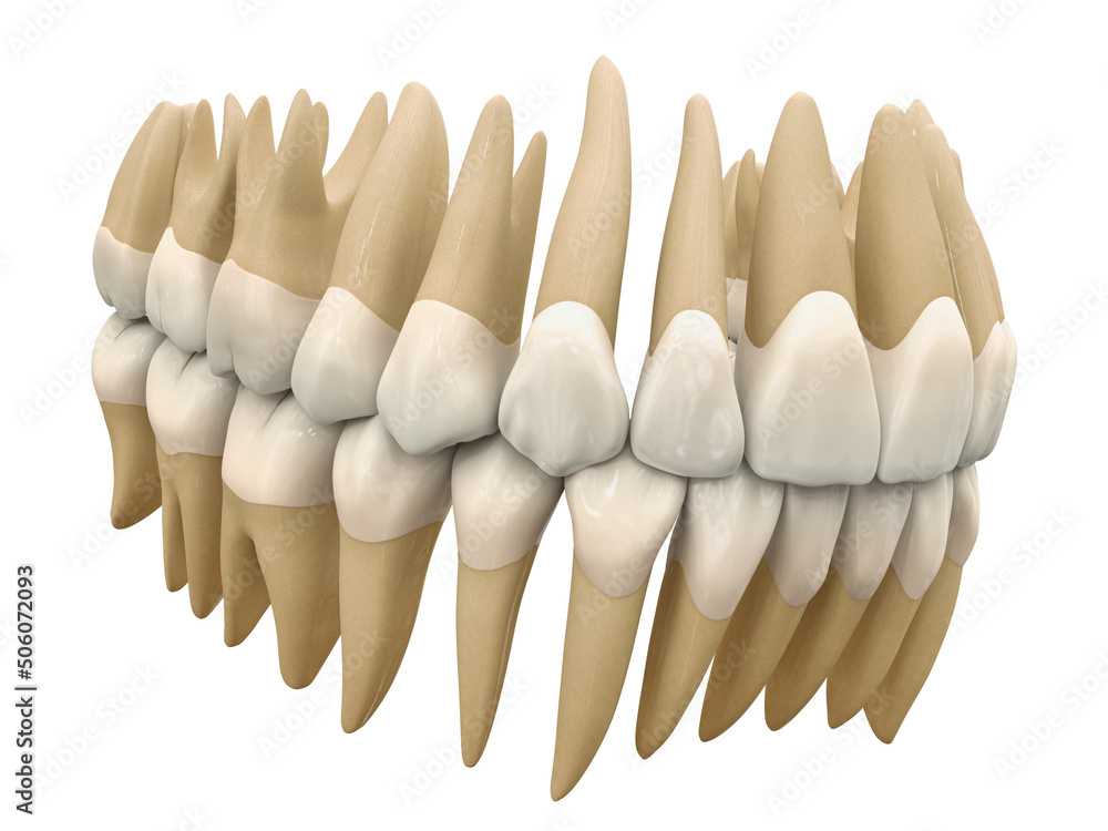 Human teeth. Anatomy correct occluded dental arch. 3D illustration of ...