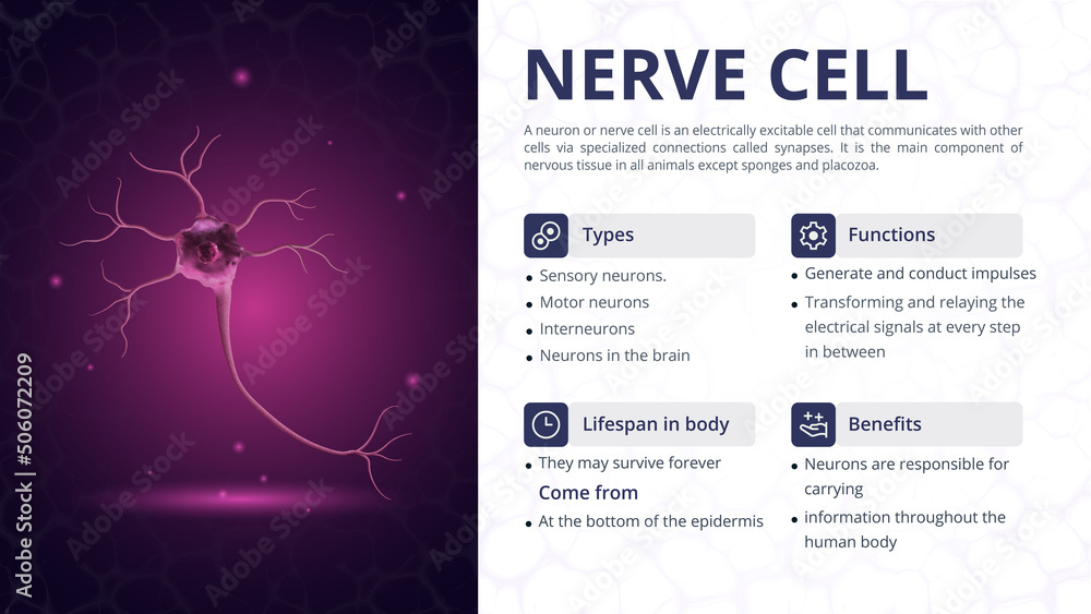 Structure, Function and Types of Nerve Cell -Vector Image Design Stock ...