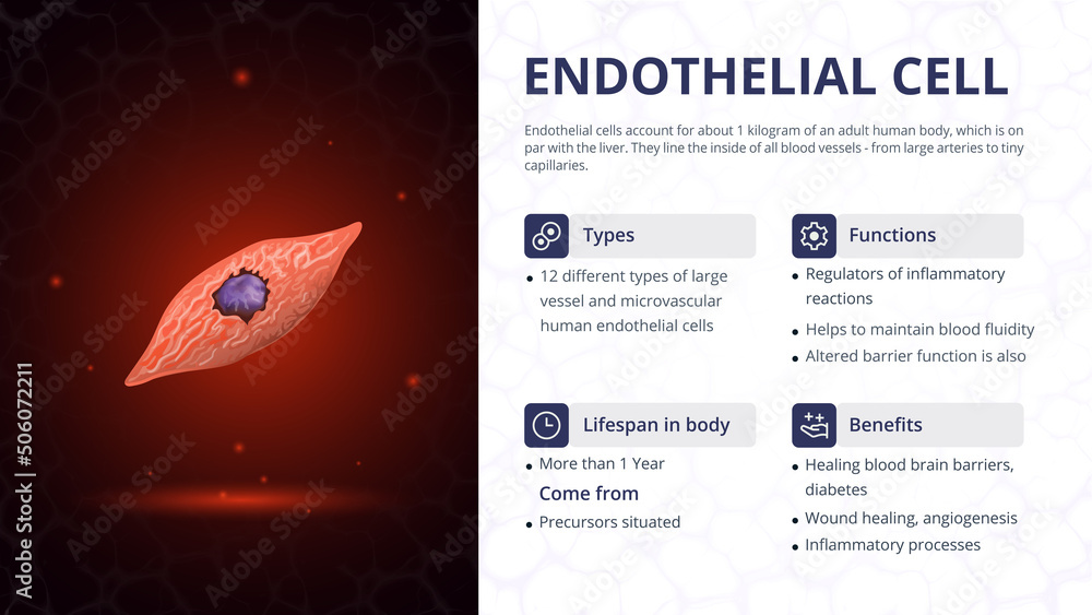 Structure, Function and Types of Endothelial Cell -Vector Image Design Stock Vector | Adobe Stock