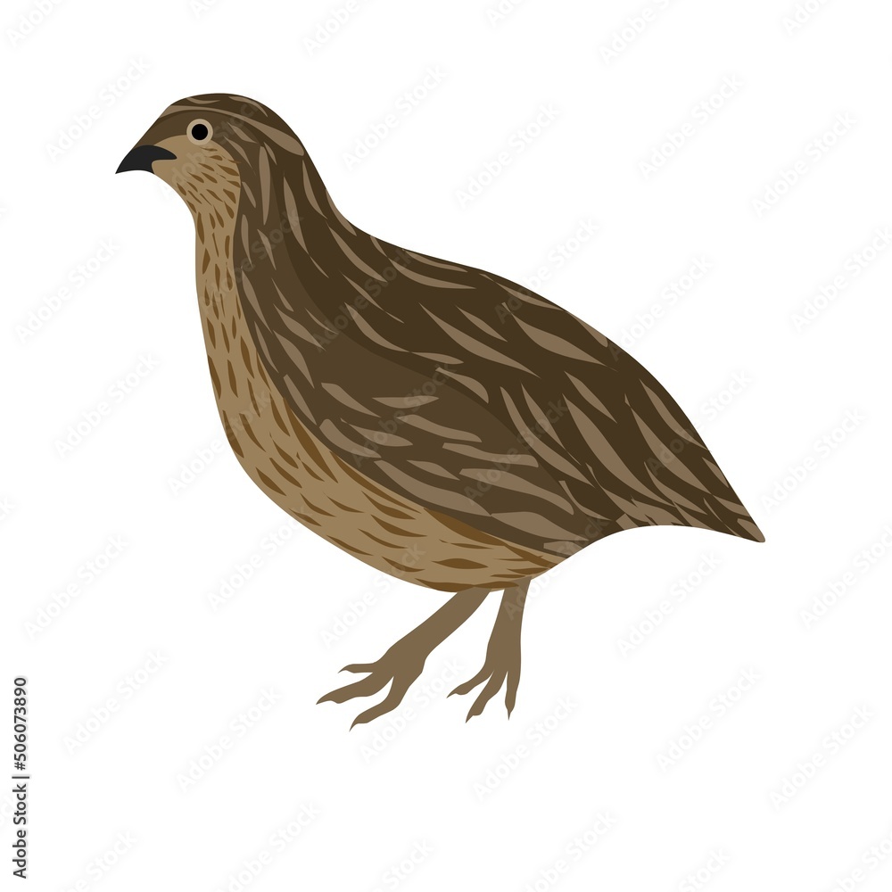 Quail vector illustration. Quail cartoon isolated on a white background ...
