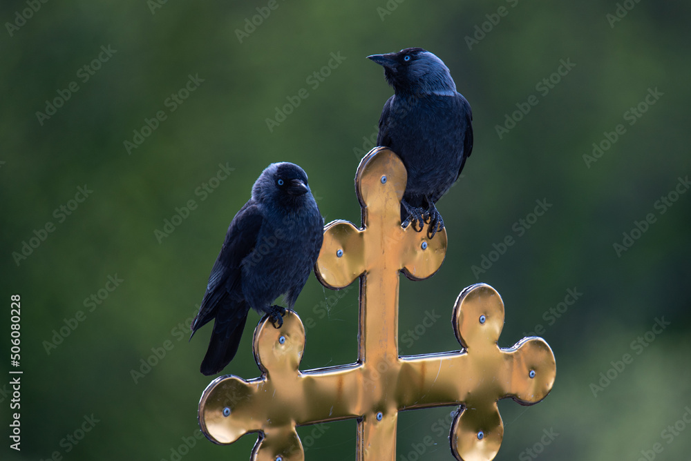 Poster Two Jackdaws Are Sitting On The Cross Of The Temple Wall Art