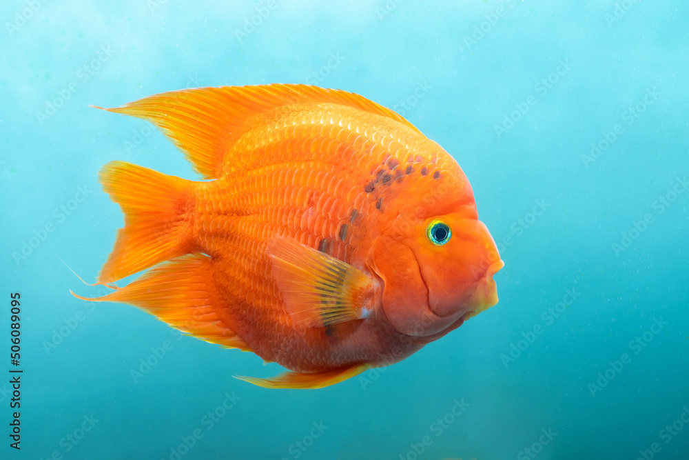 Aquarium fish Red Parrot fish isolated, Colorful freshwater fish ...