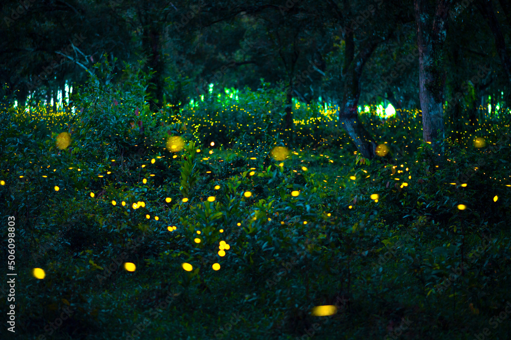 Firefly flying in the forest. Fireflies in the bush at night at ...