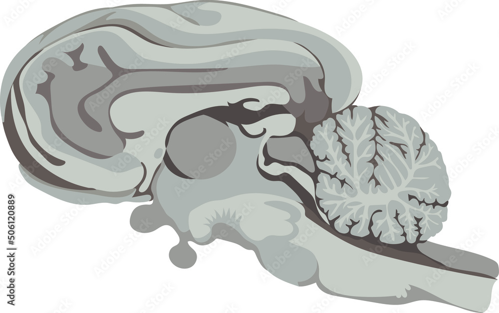 Medical image of the structure of the brain of a pig Stock Vector ...